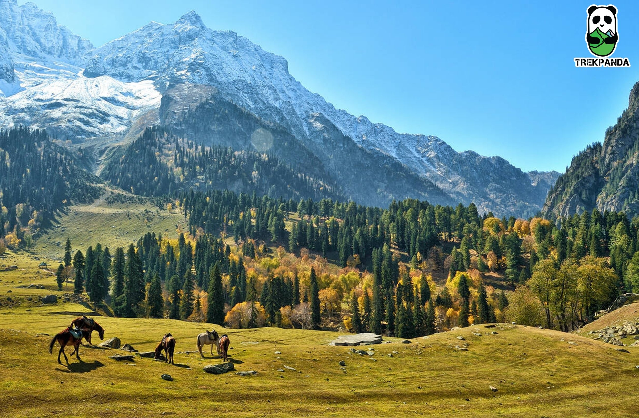 TrekPanda :Best Trekking and Backpacking company in India