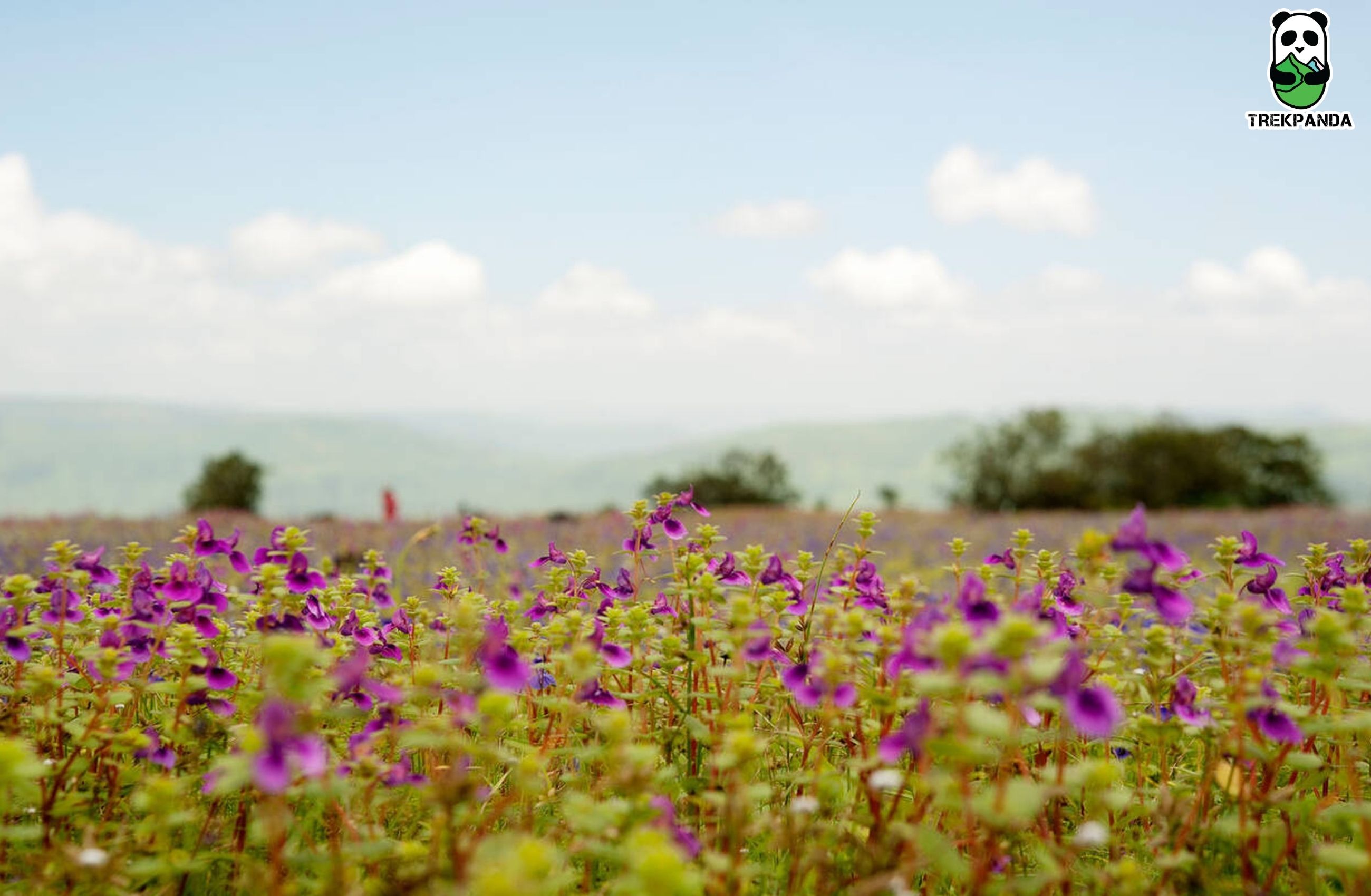 TrekPanda :Best Trekking and Backpacking company in India