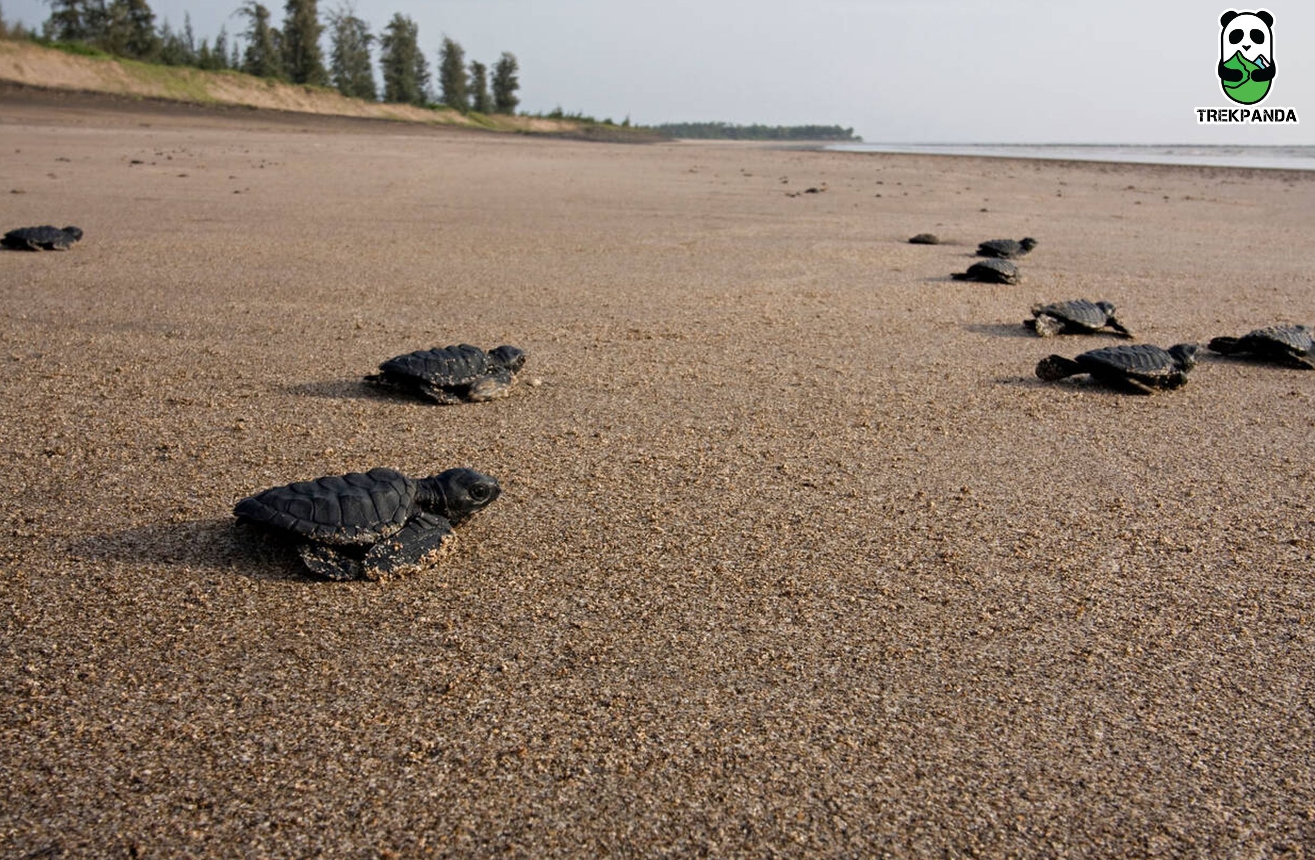 TrekPanda :Best Trekking and Backpacking company in India